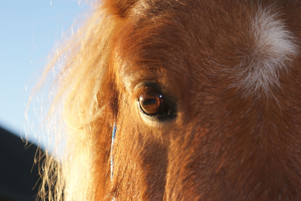 Apprendre à lire le cheval